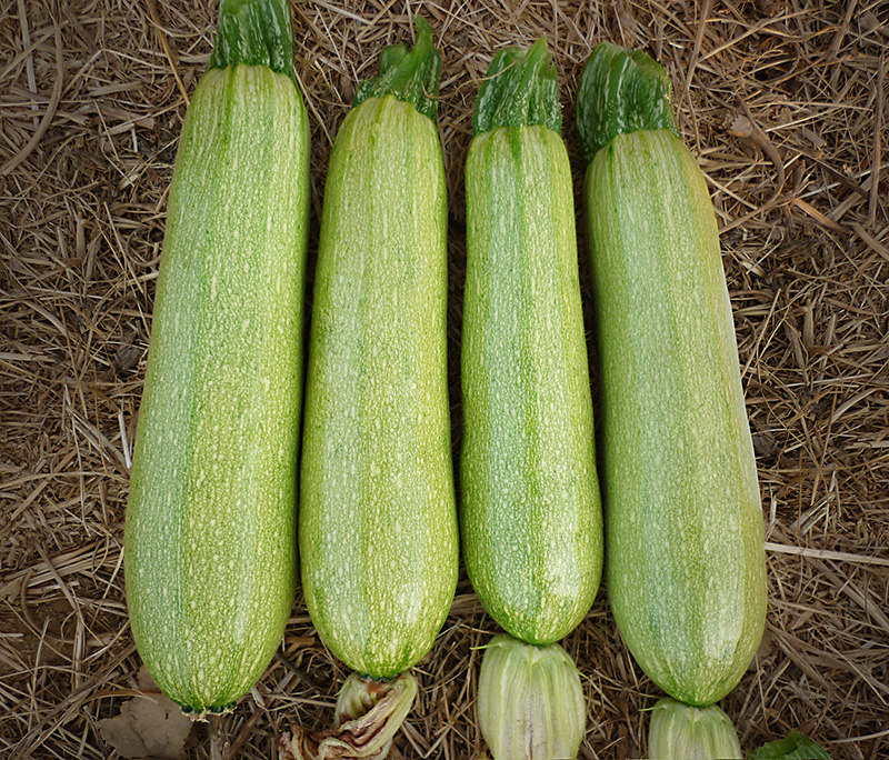 İletişim Bilgileri : Antep ve Siirt Fıstığı Fidanı